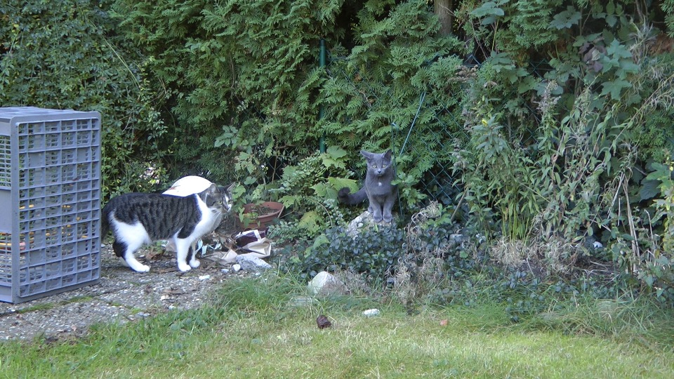 cut3r: 4D interactive results